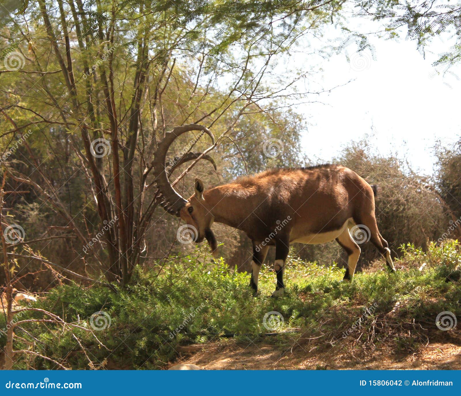Billy goat stock photo. Image of coat, pastoral, hills - 15806042