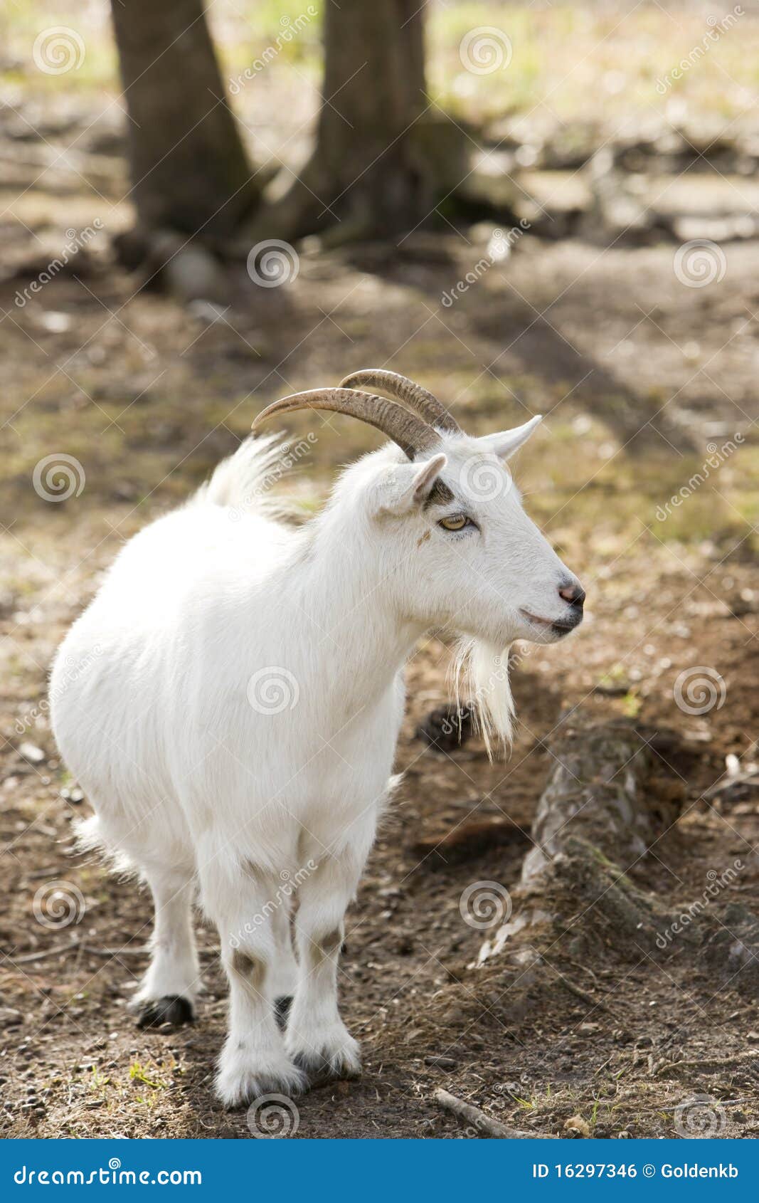 Billy goat stock photo. Image of horned, full, animal - 16297346