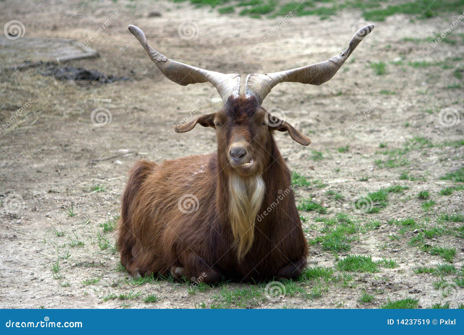 Billy Goat 3 Royalty Free Stock Images - Image: 14237519