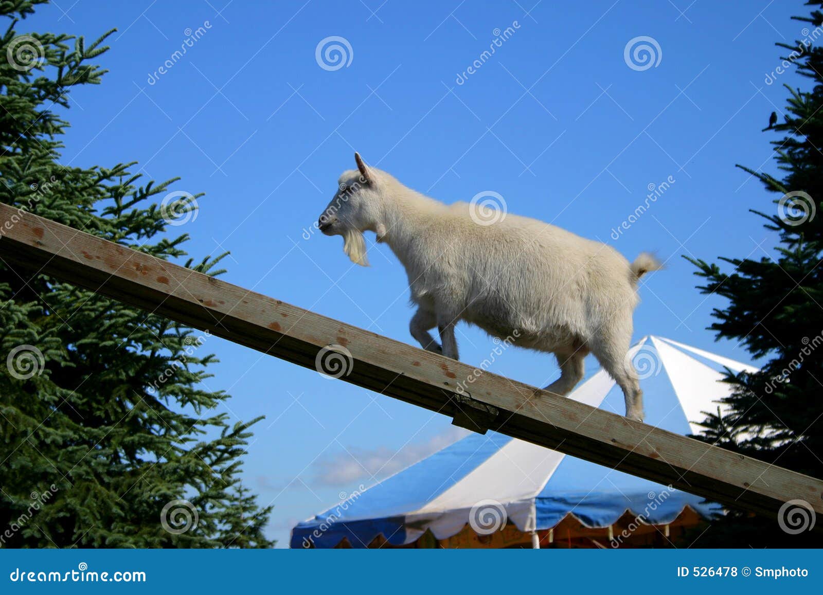 Billy goat stock photo. Image of walk, white, capricorn - 526478