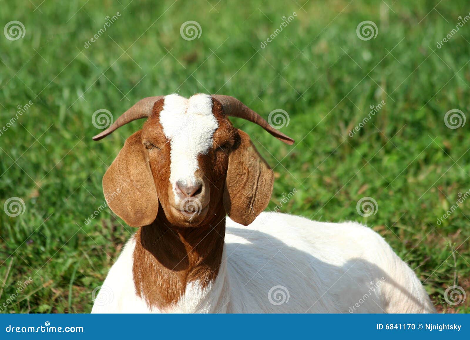Billy goat stock photo. Image of billygoat, mammal, countryside - 6841170