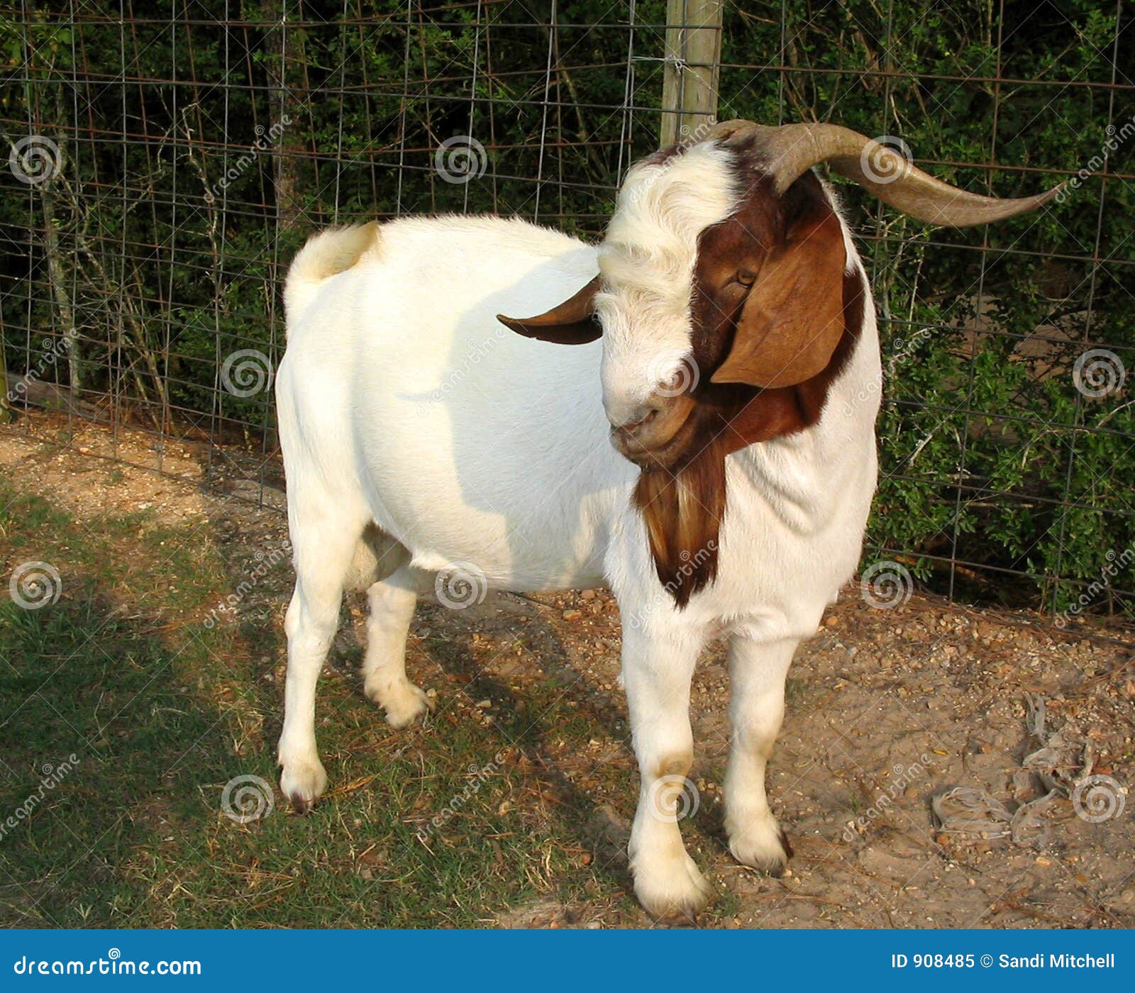 Billy Goat stock image. Image of animal, rural, livestock - 908485