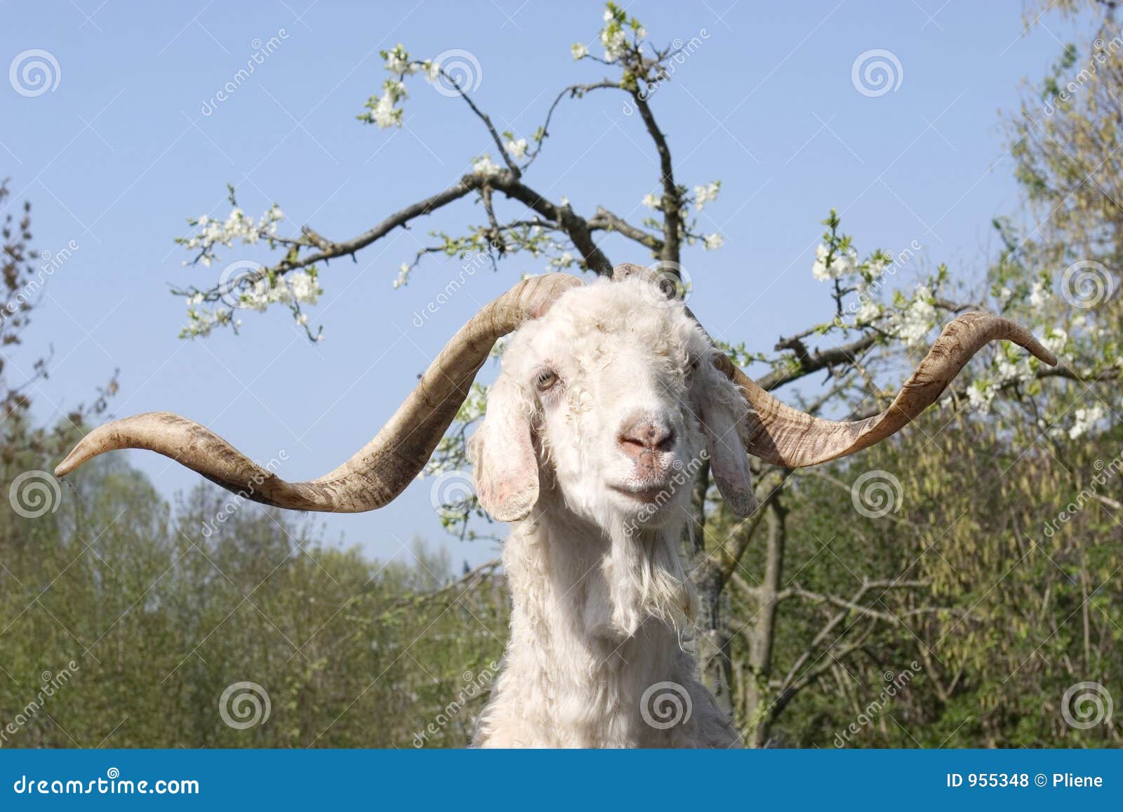 188 Goat Flesh Stock Photos - Free & Royalty-Free Stock Photos from ...
