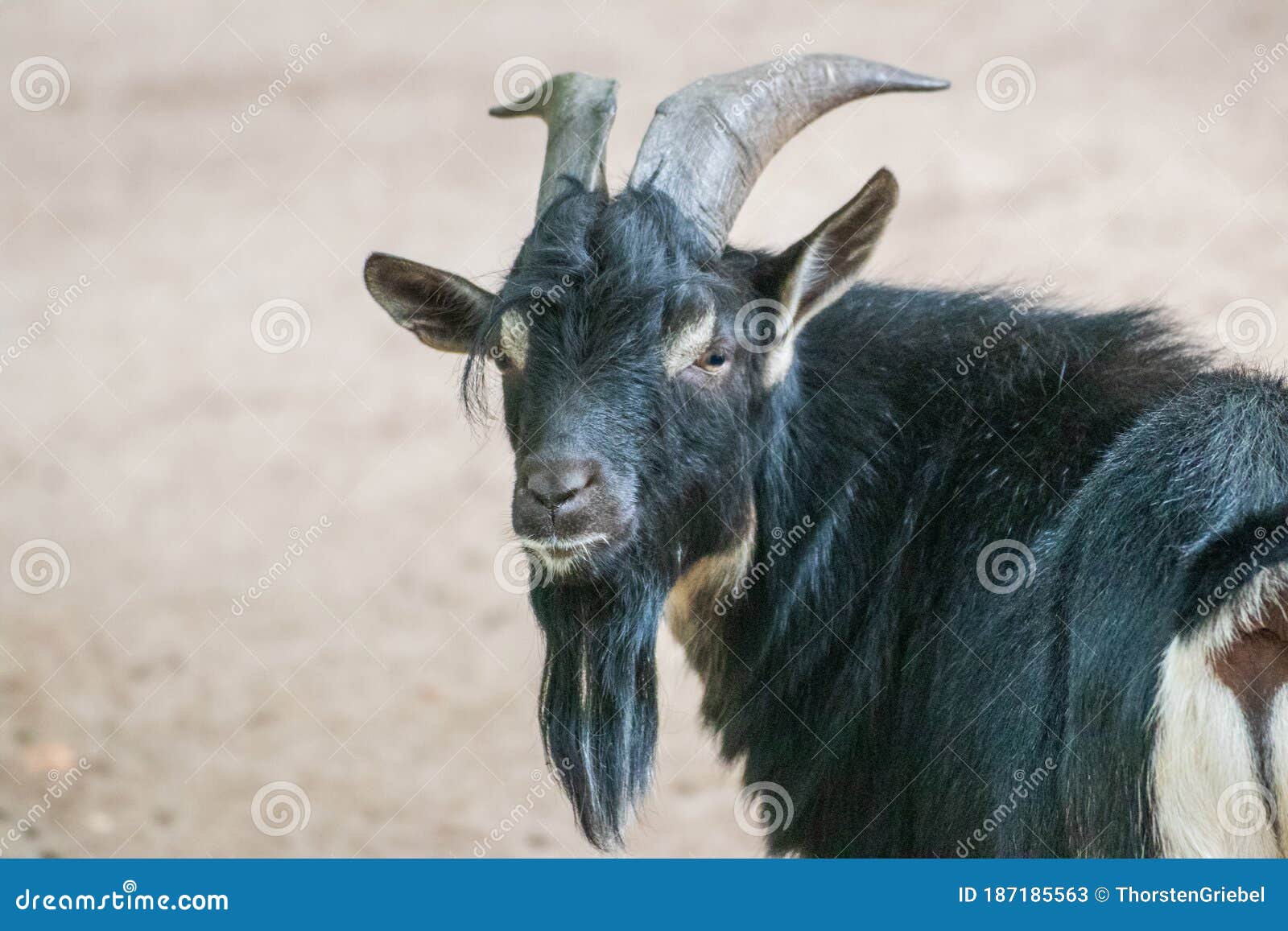 Billy Goat in an Animal Park Stock Image - Image of park, animals ...