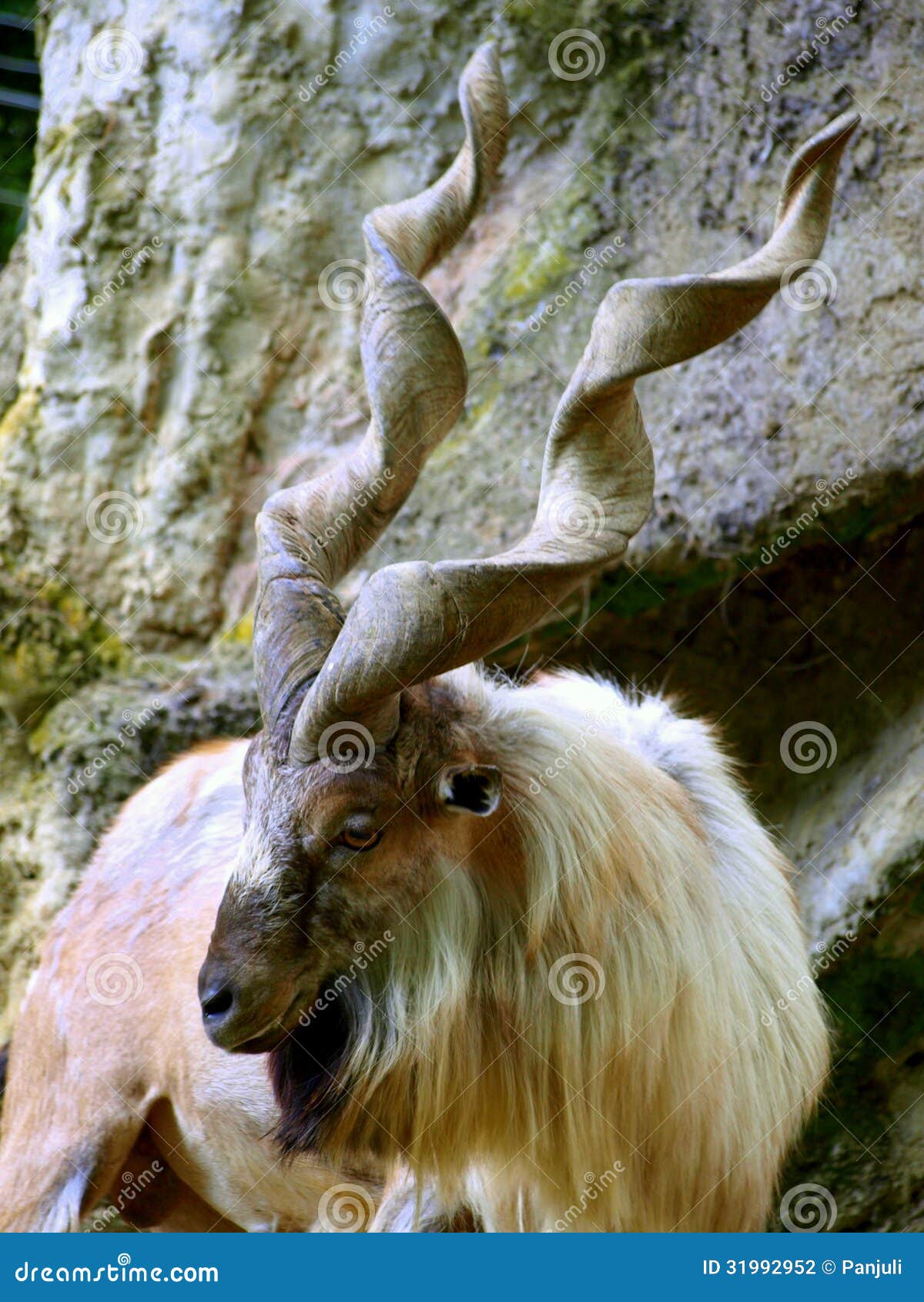 Billy goat stock photo. Image of paws, mountains, curls - 31992952