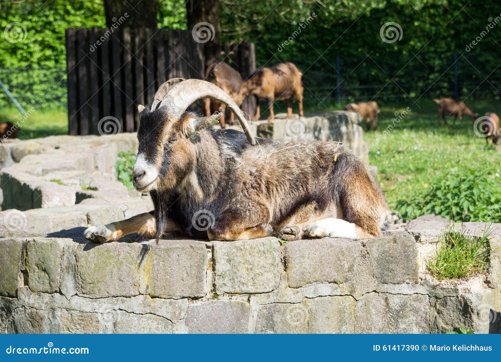 Billy goat stock photo. Image of animals, horns, farm - 61417390