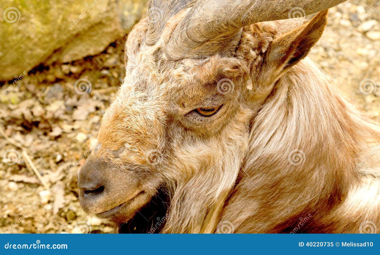 Billy-goat stock image. Image of coated, gruff, forests - 40220735