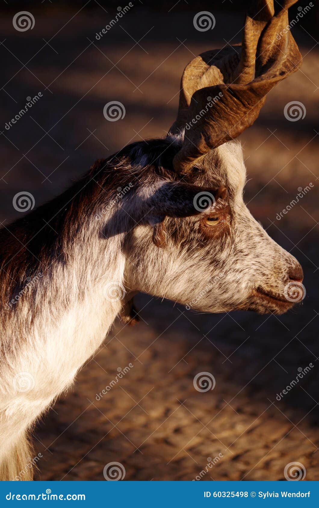 Billy goat stock photo. Image of antlers, animal, goats - 60325498