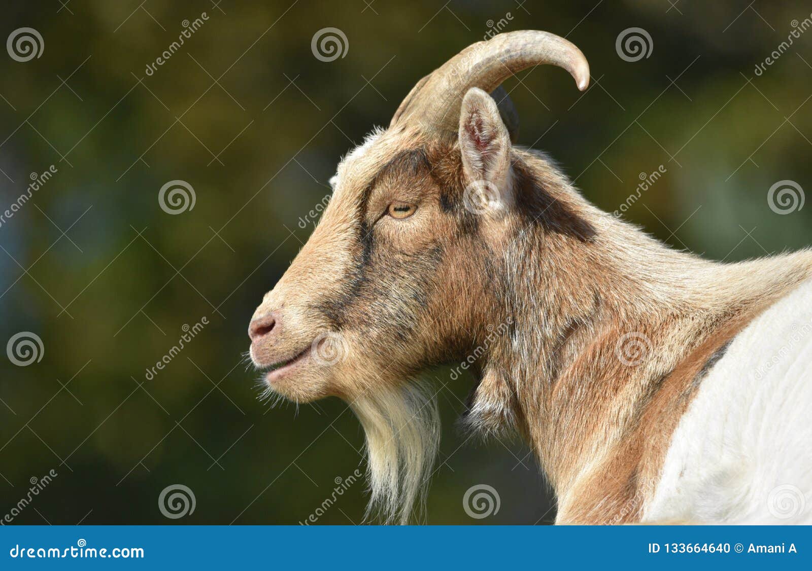 Billy Goat Close Up of Head and Face Stock Photo - Image of farming ...
