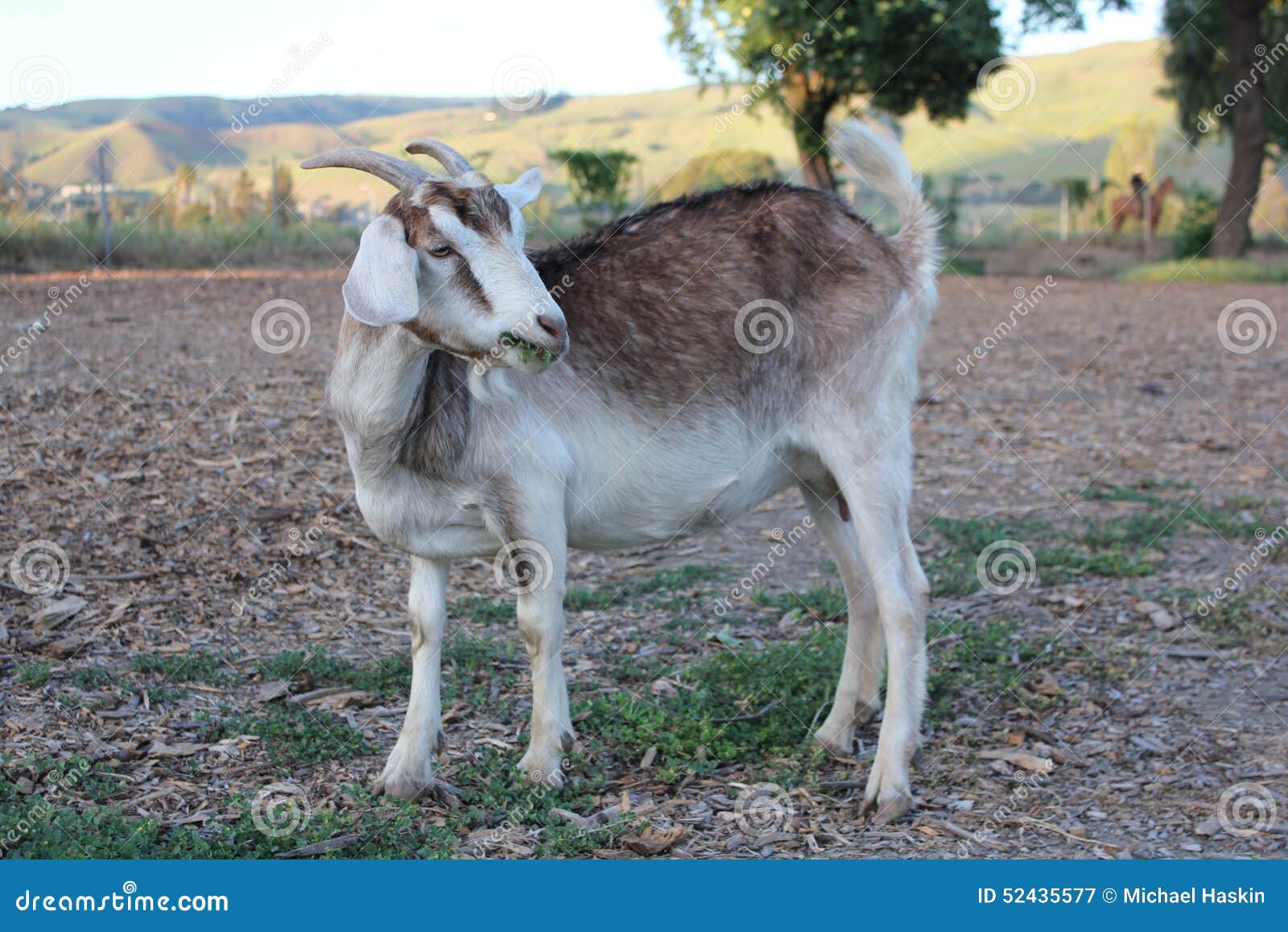 Billy goat eating stock image. Image of tree, tall, plants - 52435577