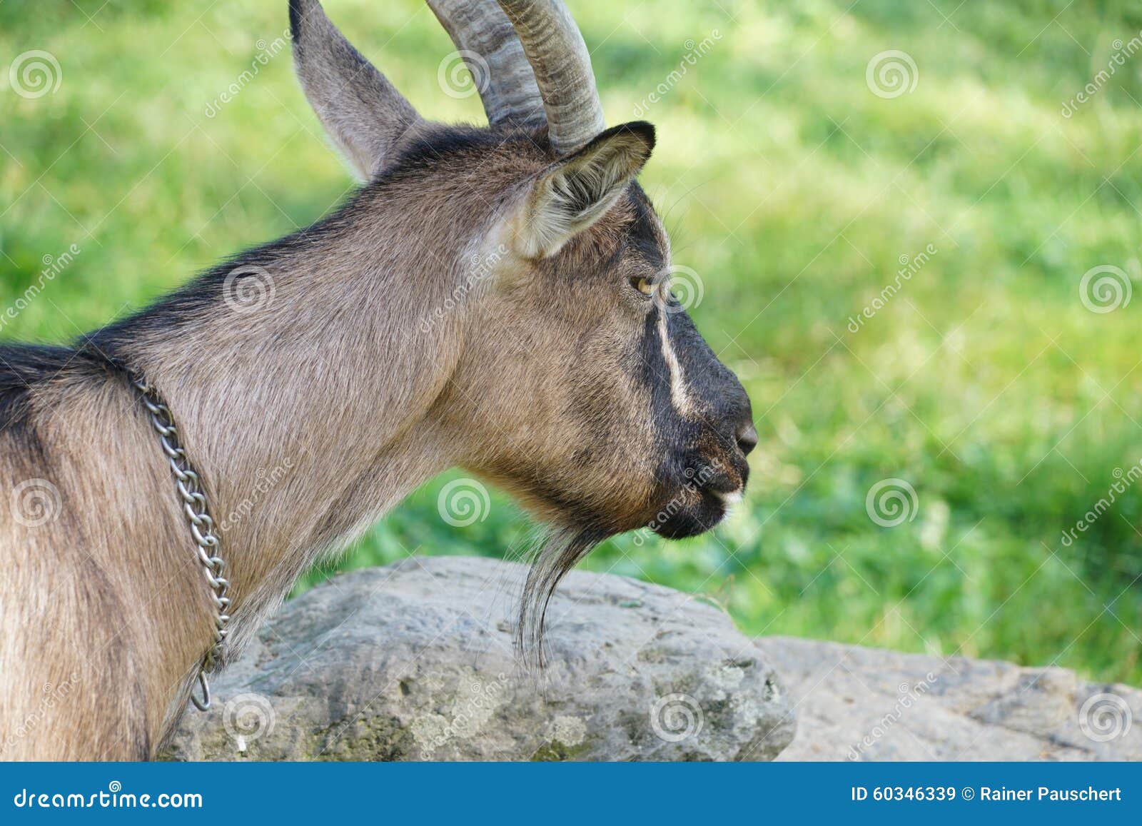 Billy goat stock image. Image of looking, farm, green - 60346339