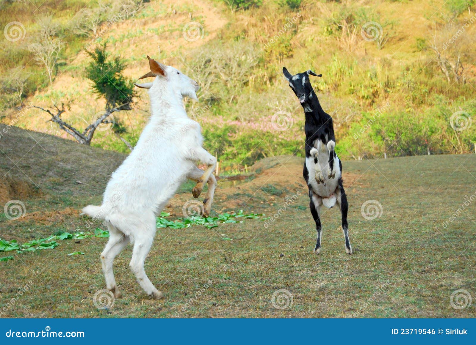Billy goat fight stock photo. Image of love, horn, domestic - 23719546