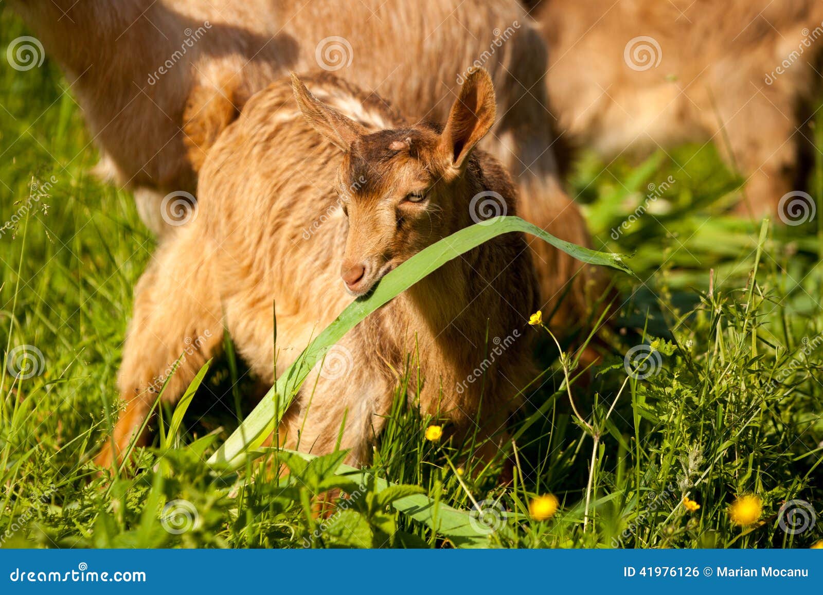Billy goat stock photo. Image of milk, skin, herd, goats - 41976126