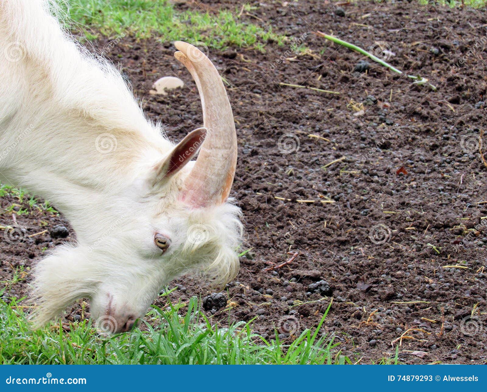 Billy Goat stock image. Image of goatee, hircus, eating - 74879293