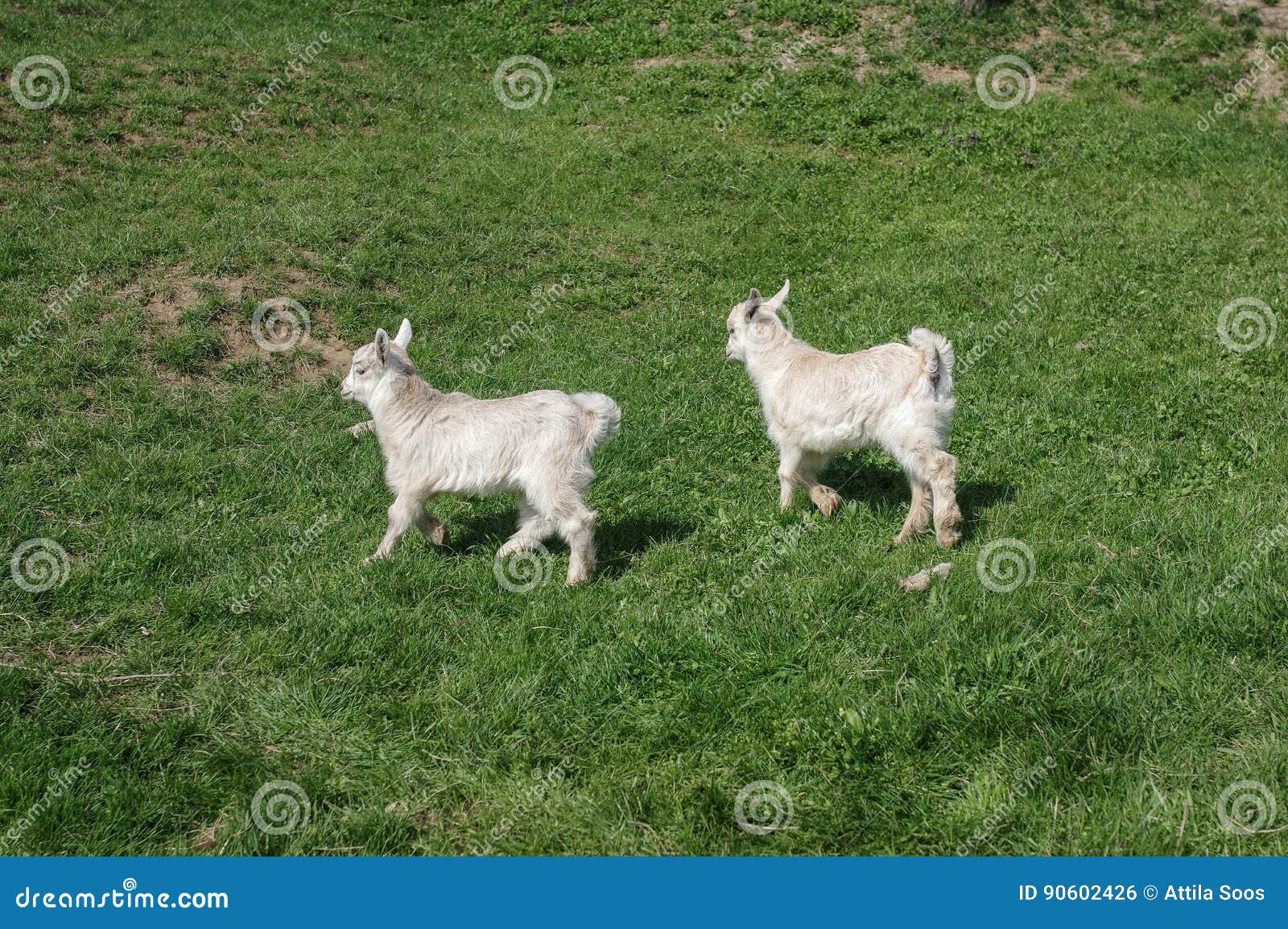 Billy goat stock photo. Image of billygoat, green, grass - 90602426