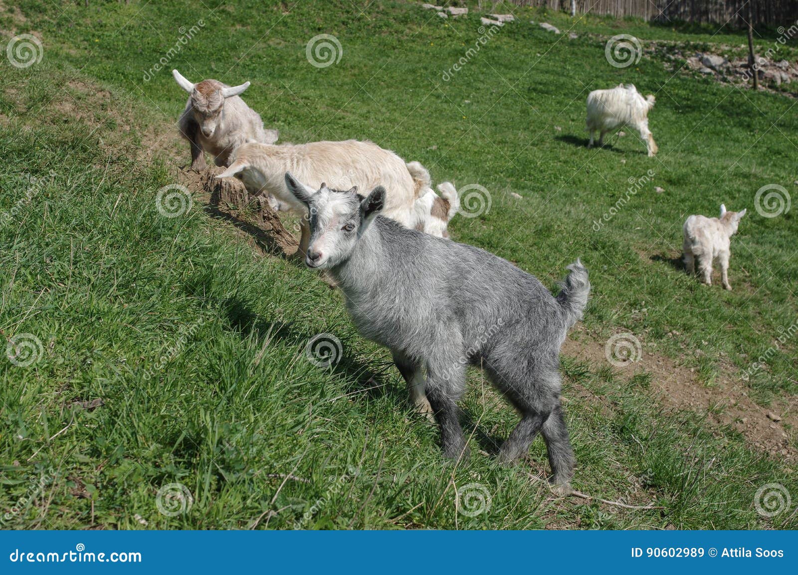 Billy goat stock image. Image of pasture, white, green - 90602989