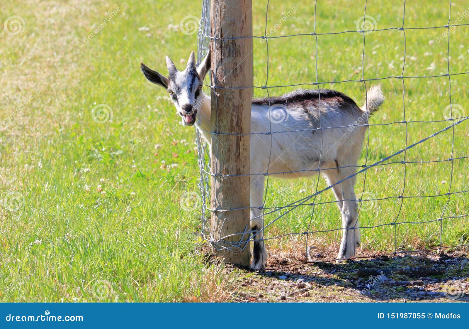 Billy Goat in Distress stock image. Image of animal - 151987055