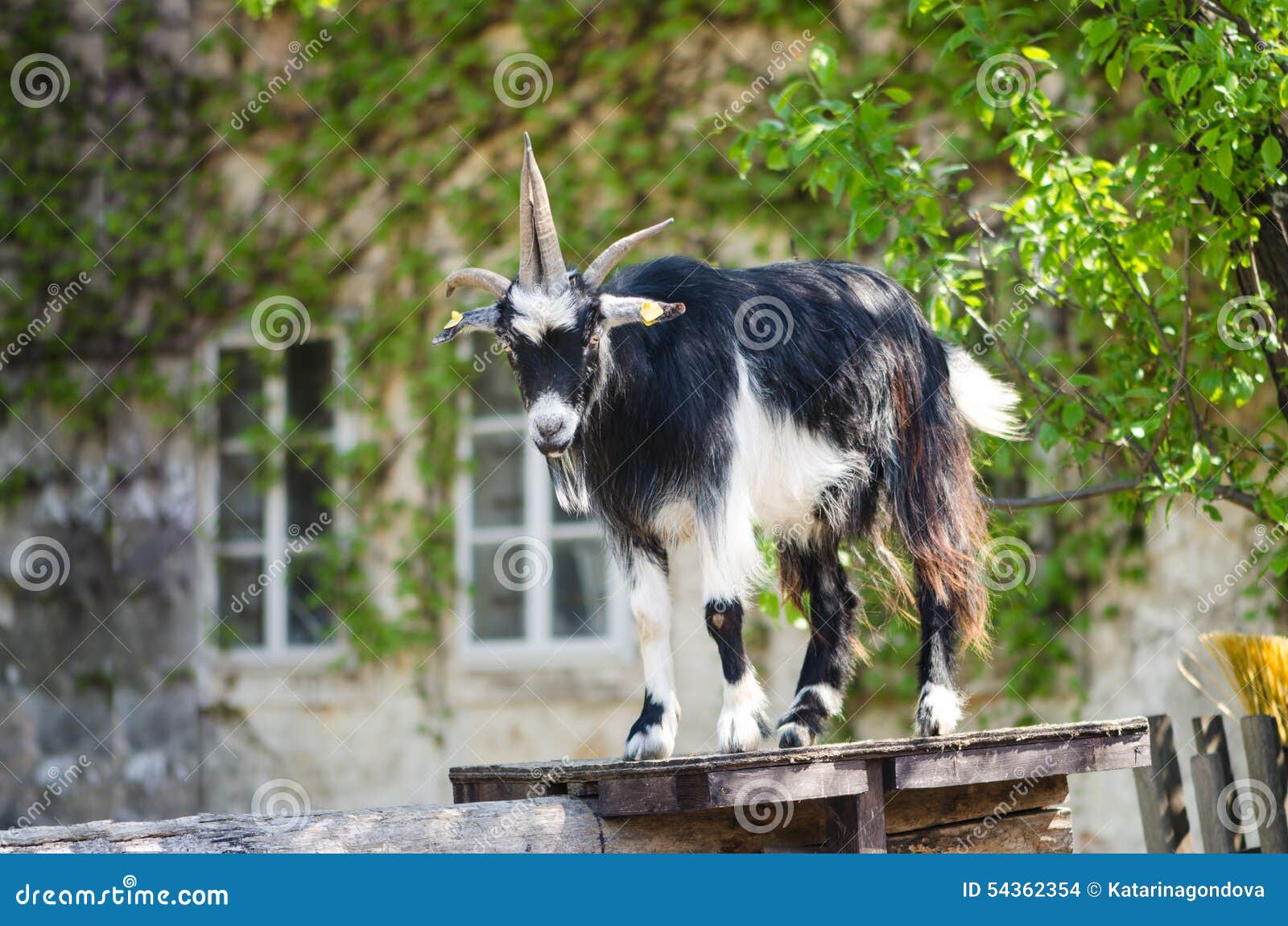 Billy goat stock photo. Image of outdoor, majestic, guard - 54362354