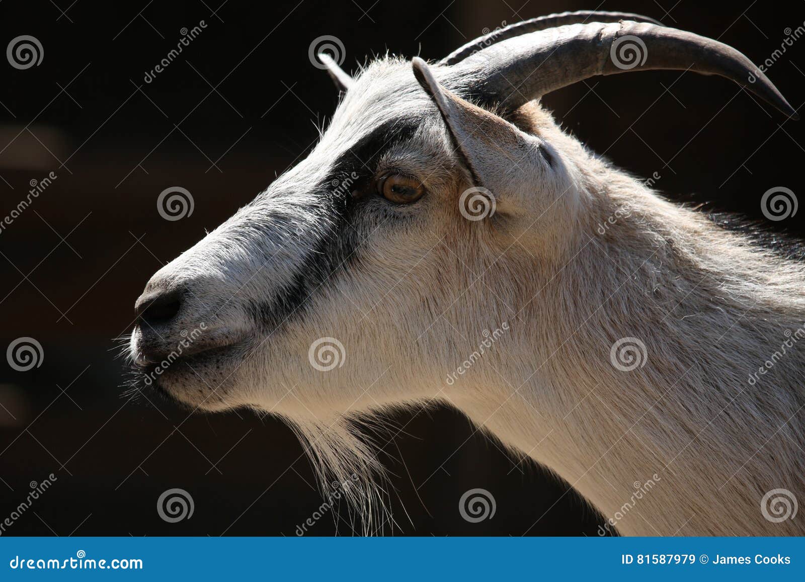 Billy Goat stock image. Image of cabrito, shot, male - 81587979