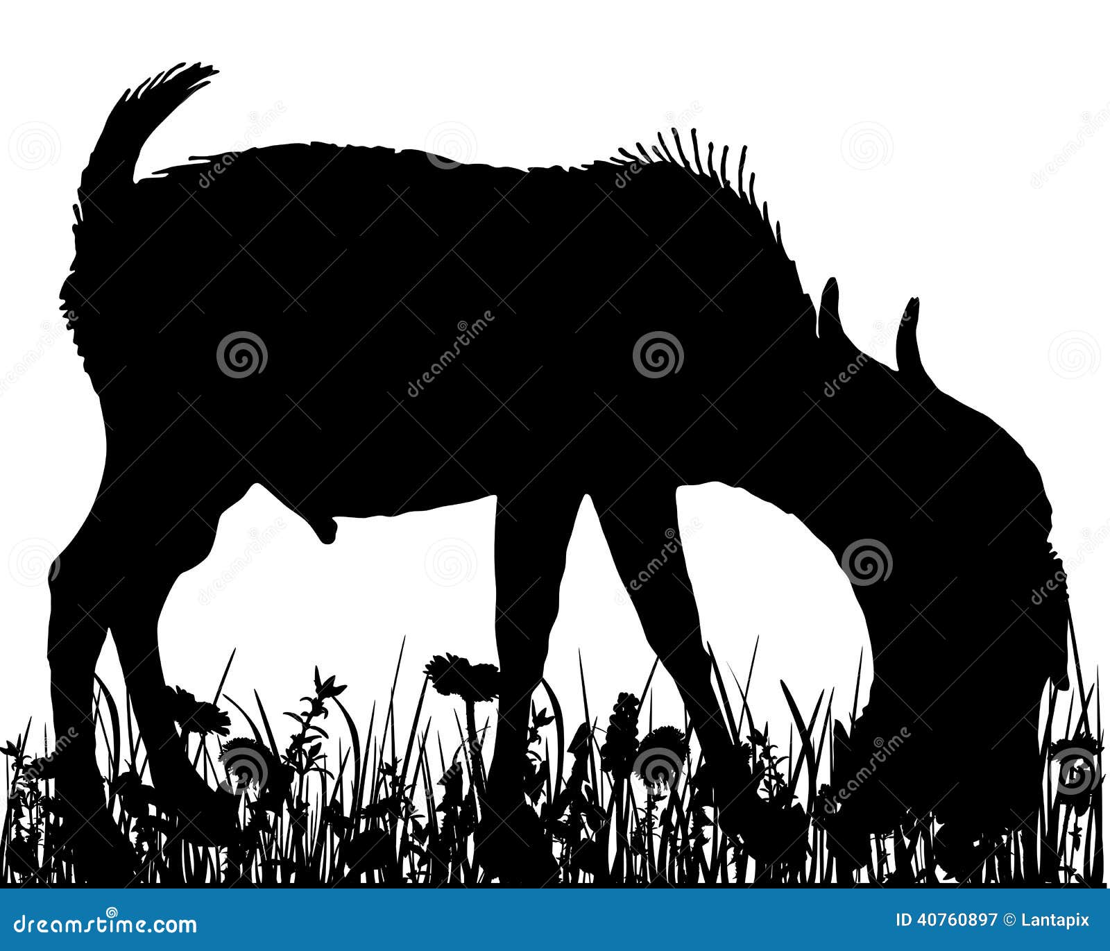 Billy Goat Isolated On White - Goat, Sheep, Lamb Logo Emblem Or Button ...