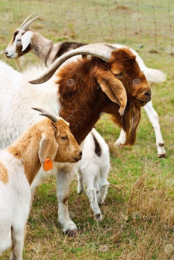 Billy Goat with Nanny Goats Stock Photo - Image of white, rural: 21441450