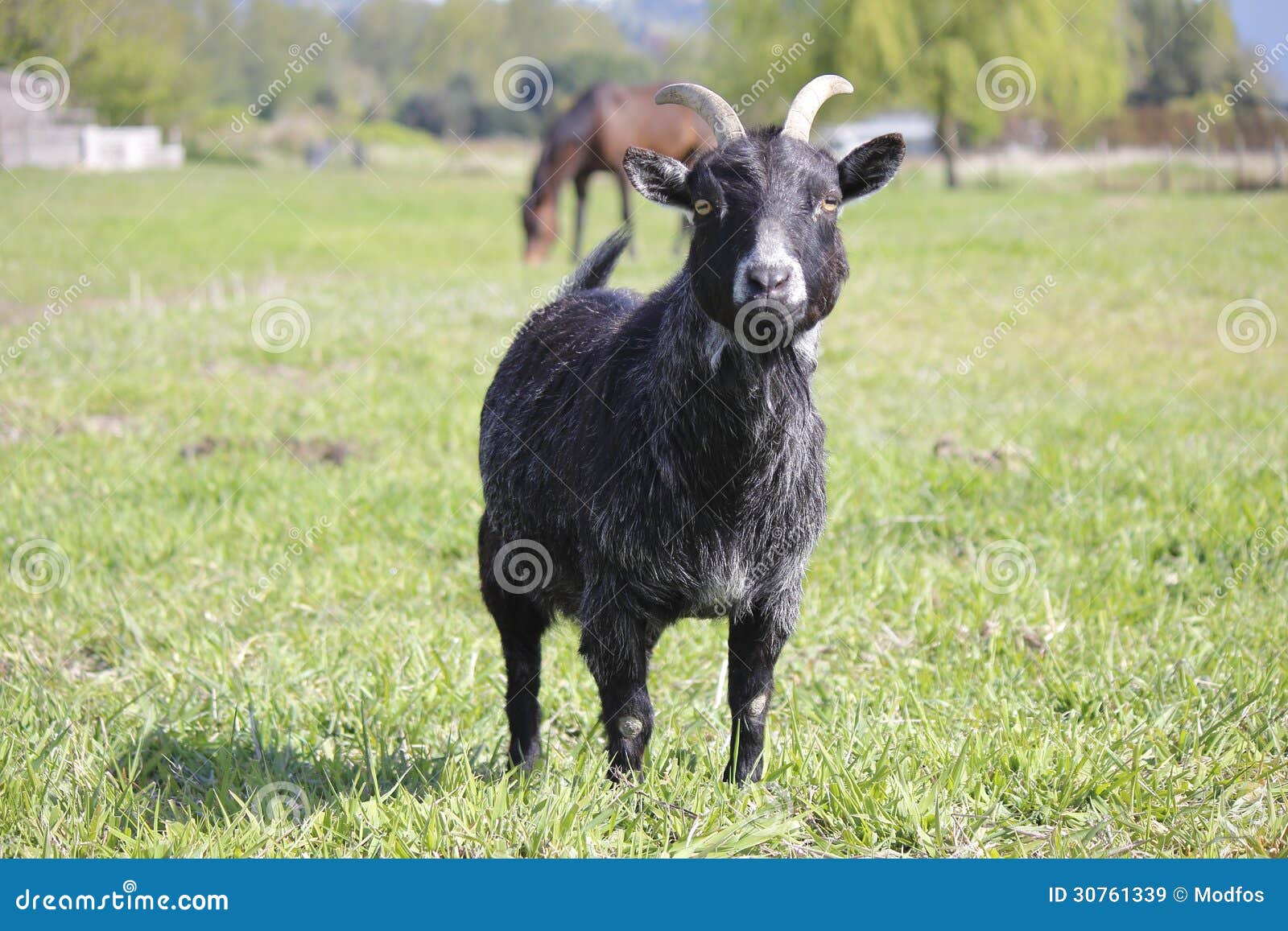 Billy Goat noir attentif image stock. Image du mûr, agriculture - 30761339