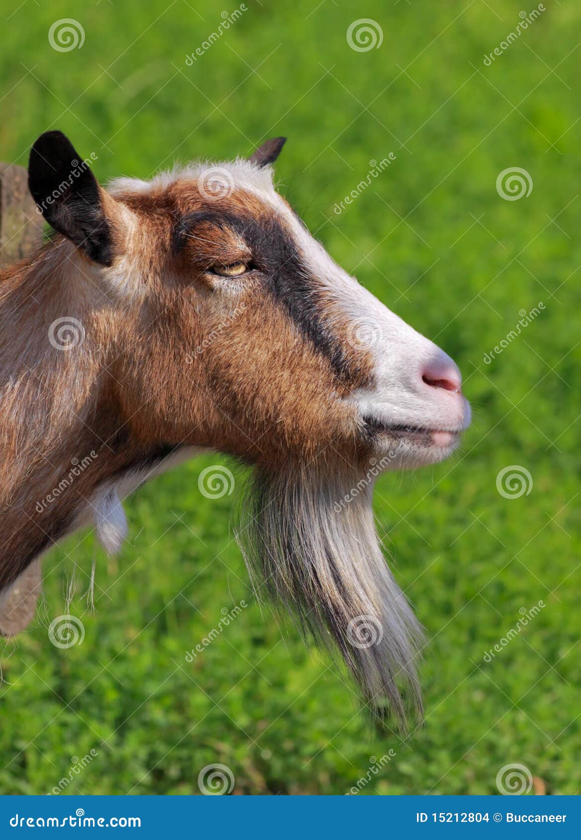 Billy goat portrait stock photo. Image of head, billygoat - 15212804