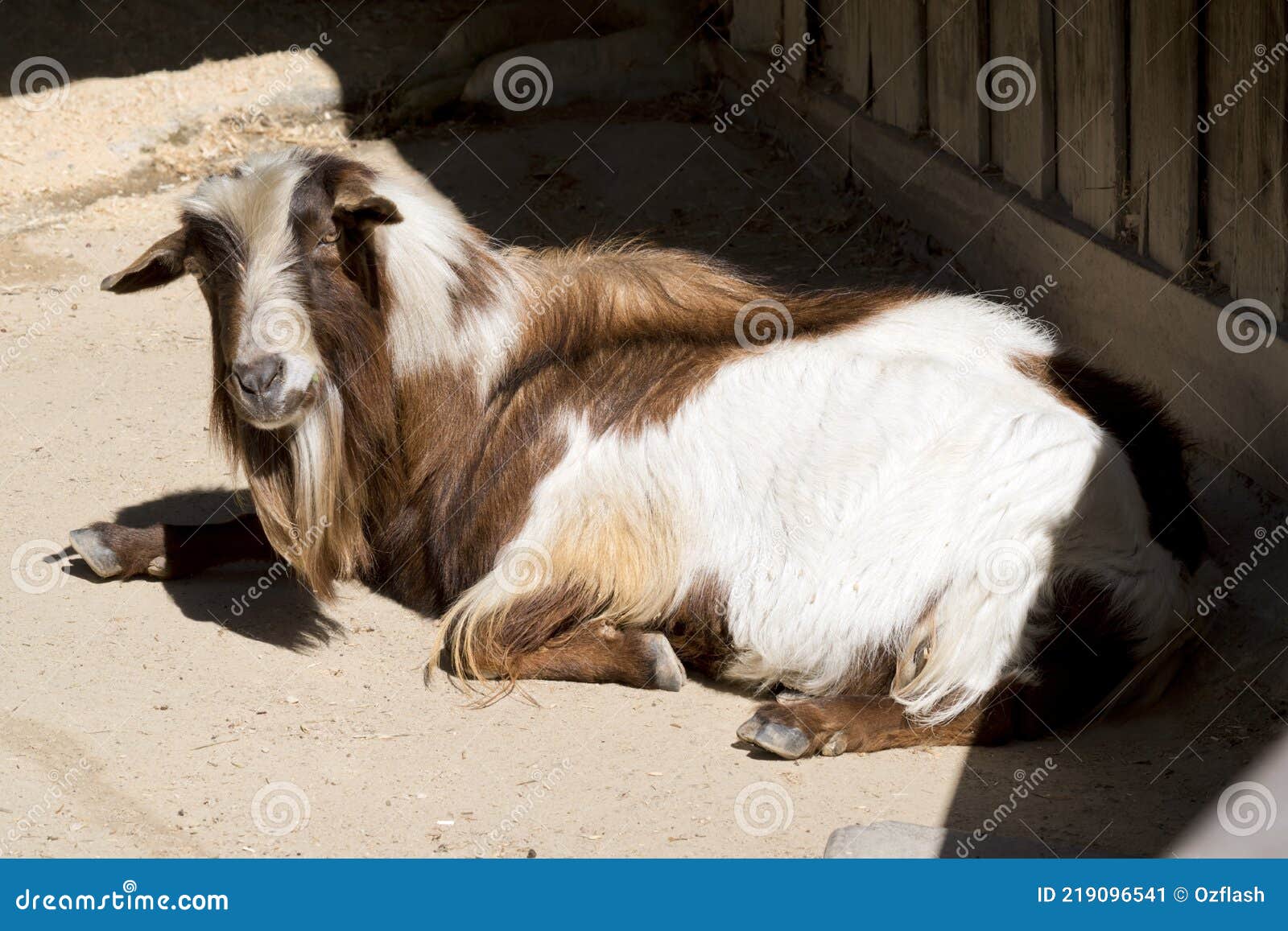 The Billy Goat is Resting in the Sand Stock Image - Image of rural ...