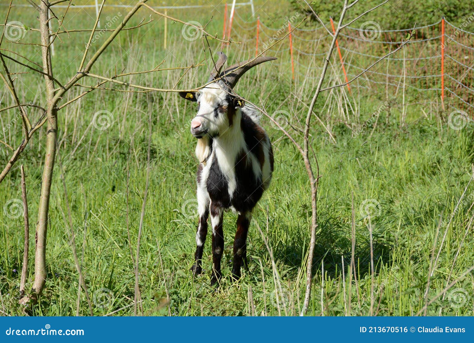 A Billy Goat Stands in the Grass with Trees Stock Photo - Image of land ...