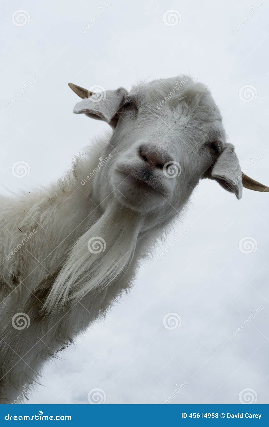 Goat Face Crying Face Green Grass Field At Behind Wall Texture Blur ...