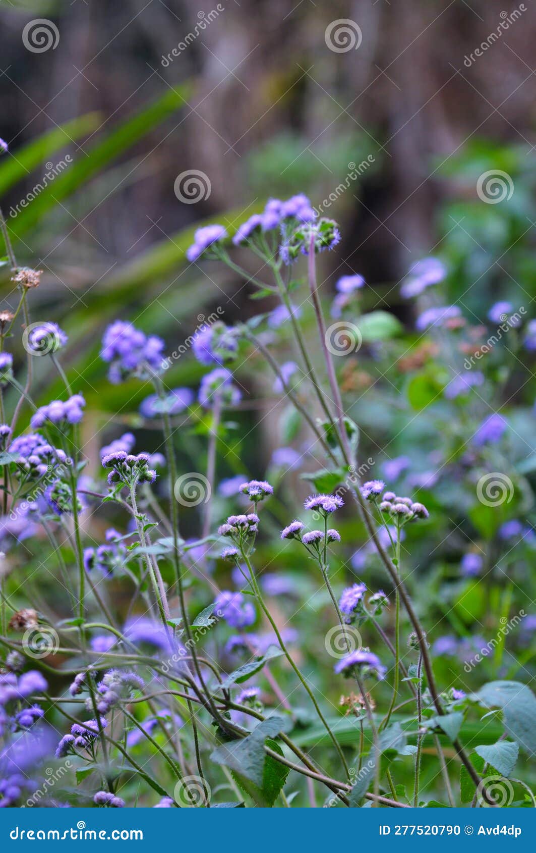 Billy goat weed stock photo. Image of flower, weed, field - 277520790