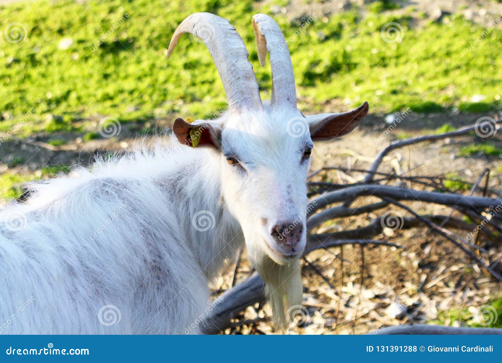 Billygoat face stock photo. Image of animals, billy - 131391288