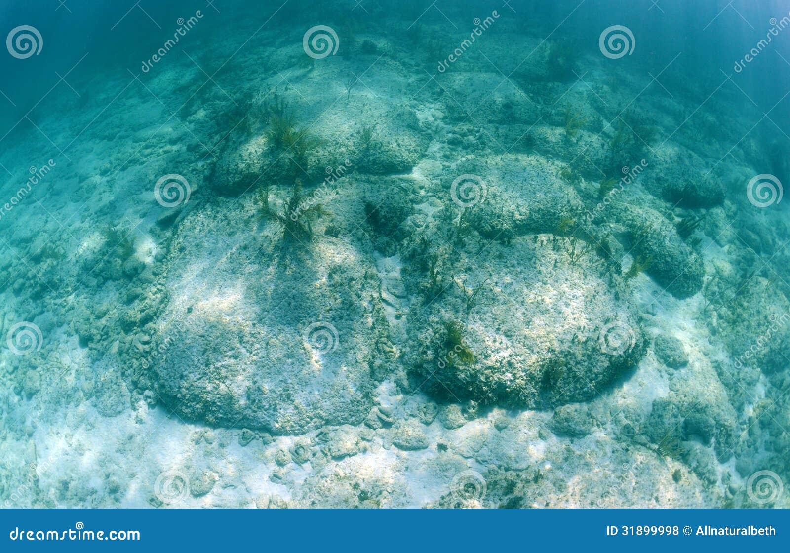Bimini Road is an Underwater Rock Formation Stock Photo - Image of ...