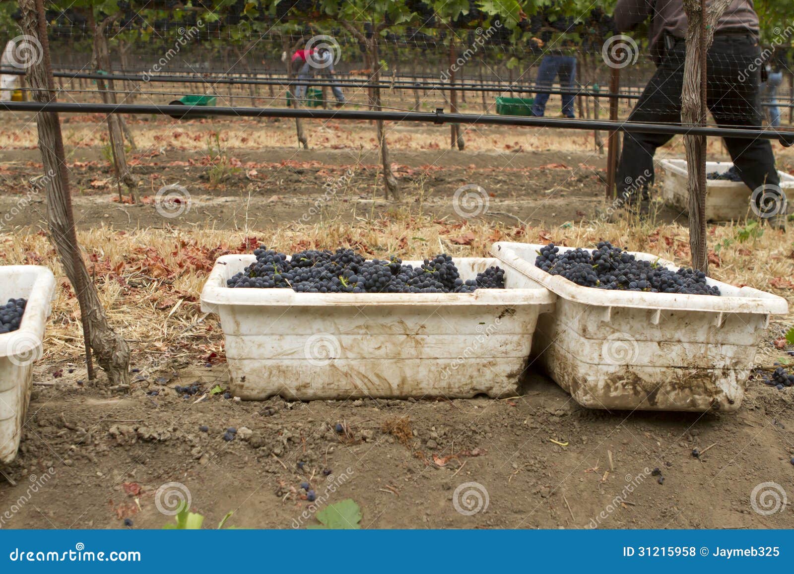 Bin of Grapes stock photo. Image of lots, white, purple - 31215958