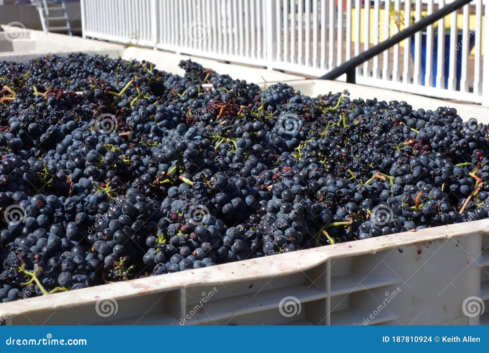 206 Grapes Bin Stock Photos - Free & Royalty-Free Stock Photos from ...