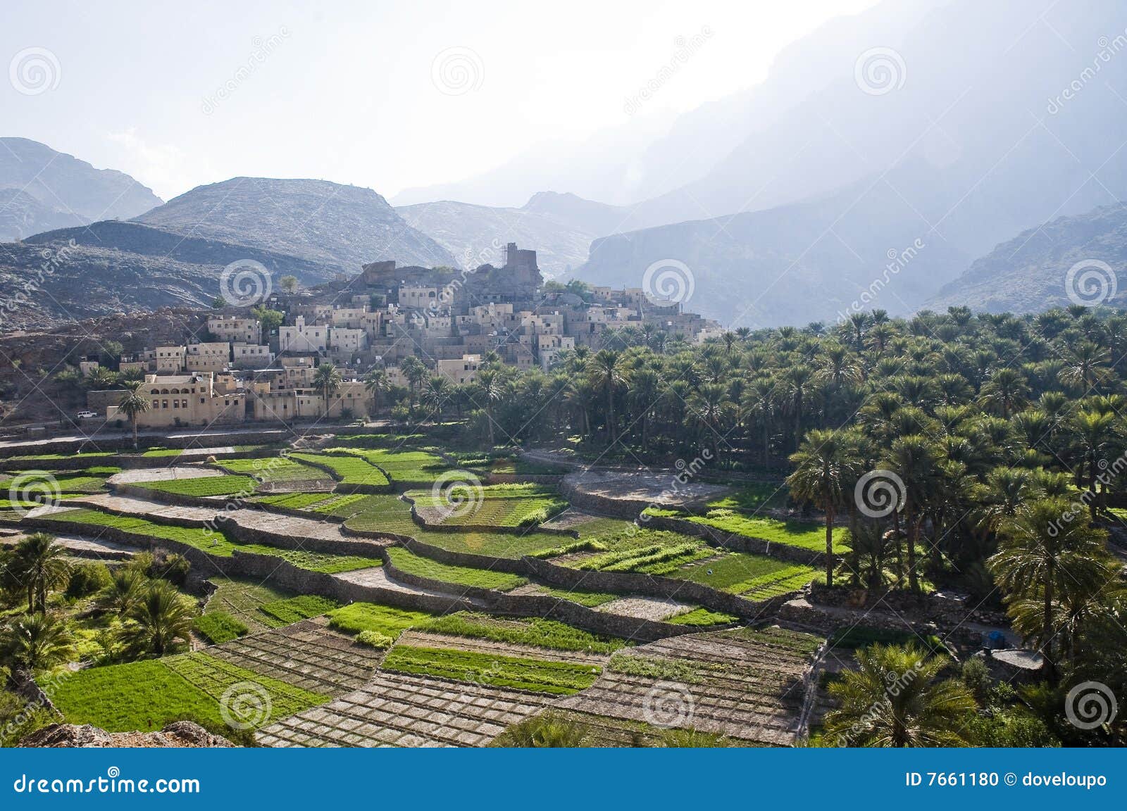 Oman Rice Paddy stock photo. Image of irrigation, paddies - 7661180