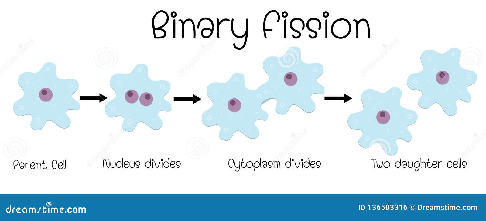 Binary Fission Process, Vector Illustration Diagram | CartoonDealer.com ... Binary Fission Process, Vector Illustration Diagram | CartoonDealer.com ...