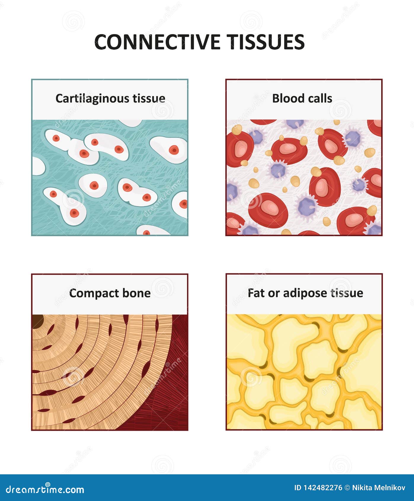 Bindegewebe vektor abbildung. Illustration von bindungen - 142482276
