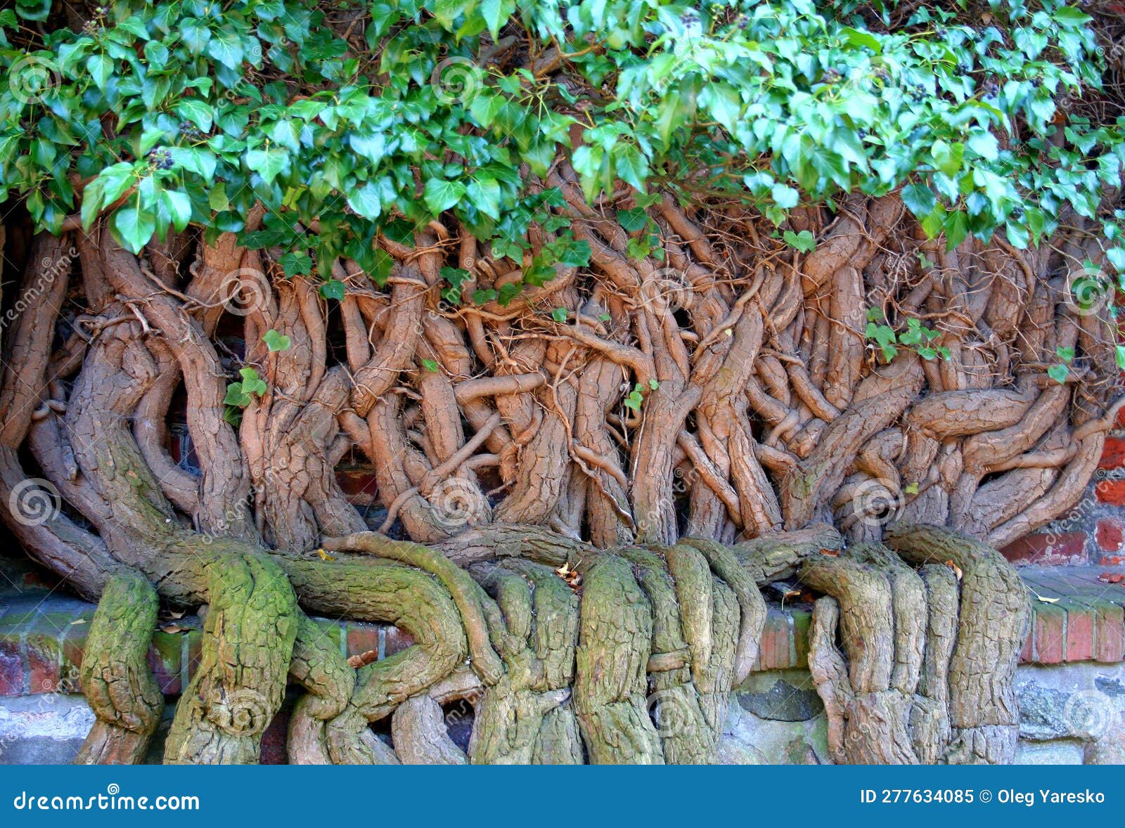 Tree roots on a stone stock image. Image of spring, moss - 277634085