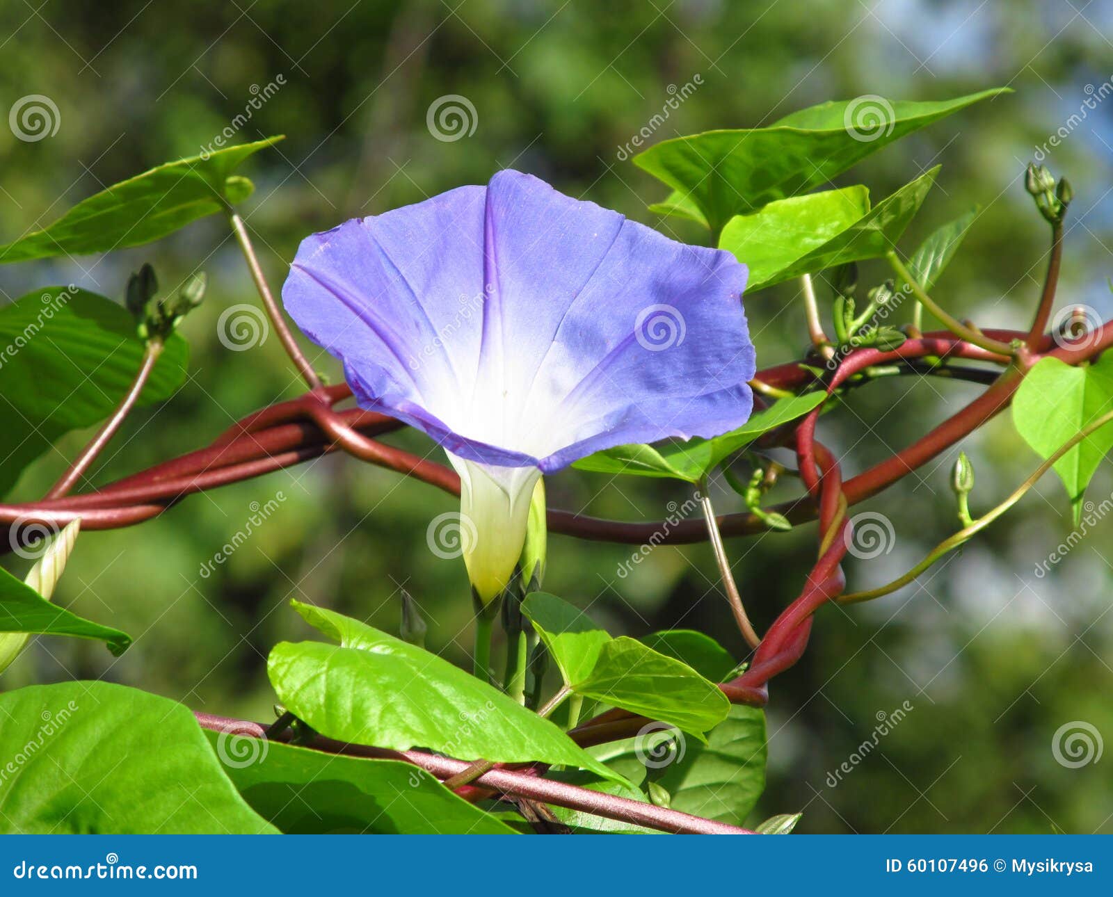 Bindweed stock photo. Image of blossom, beautiful, nature - 60107496