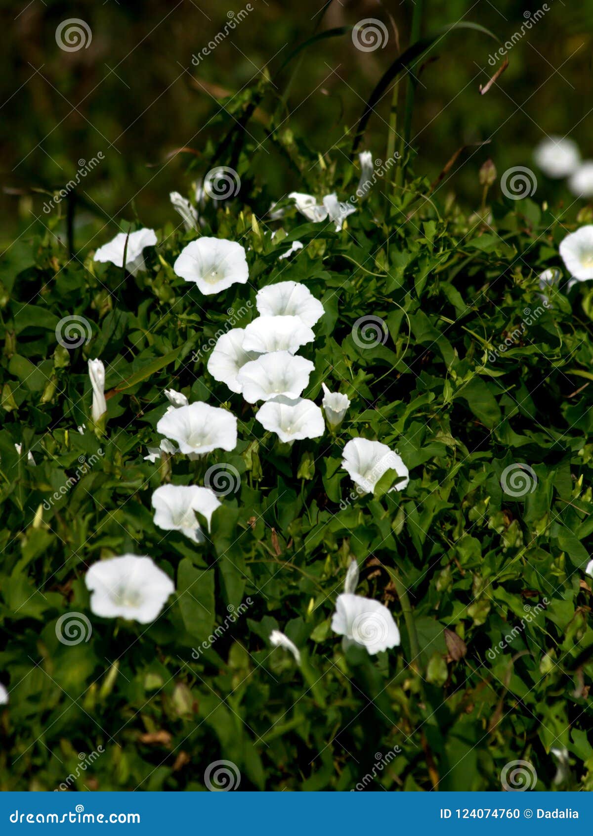Bindweed Convolvulus Arvensis Stock Photo - Image of single, garden ...