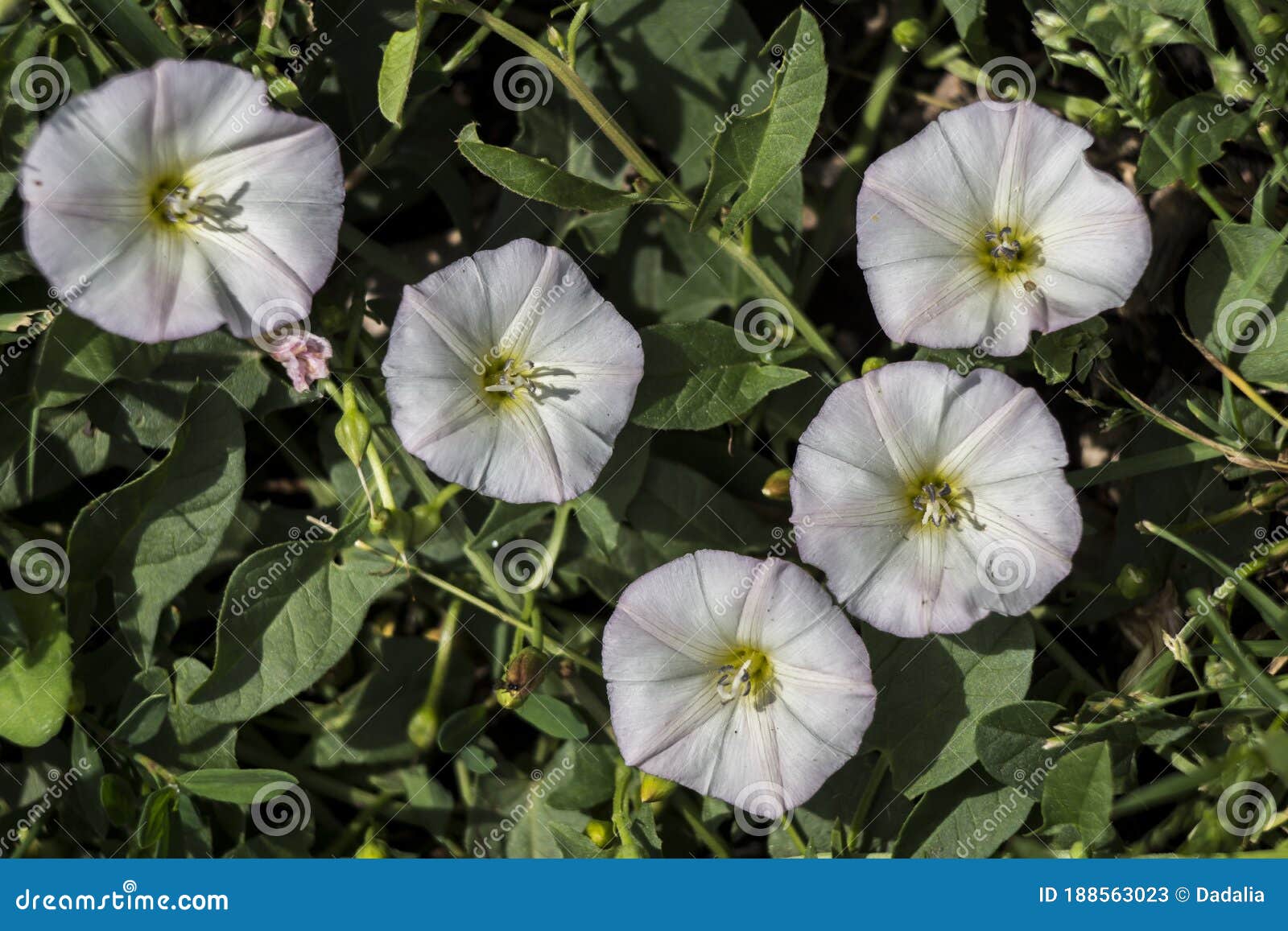 Bindweed Convolvulus Arvensis Stock Image - Image of sweet, nature ...