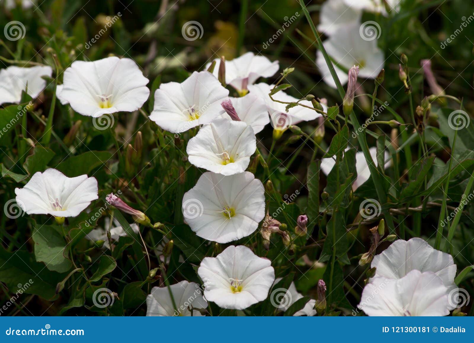 Bindweed Convolvulus Arvensis Stock Image - Image of flower ... Bindweed Convolvulus Arvensis Stock Image - Image of flower ...