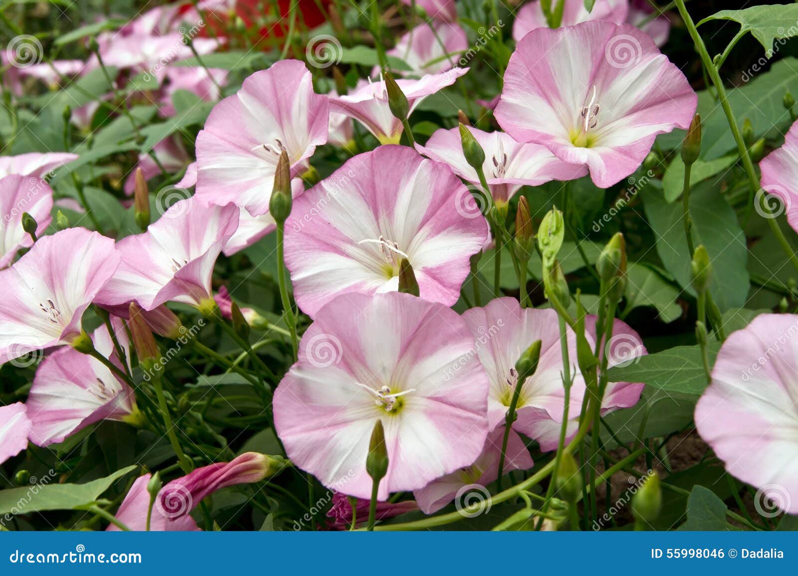 Bindweed (Convolvulus Arvensis) Stock Photo - Image of flower, weed ...