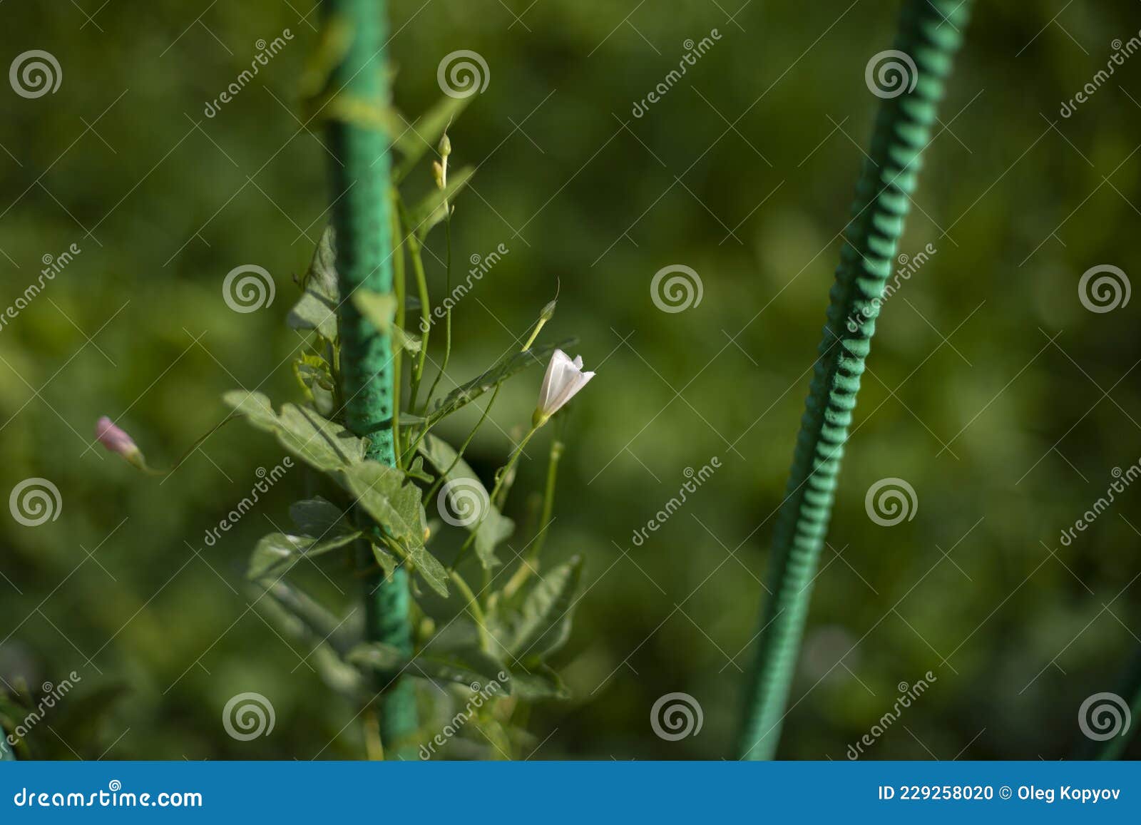 Bindweed on the Fence. Flower on a Hedge Stock Photo - Image of ...