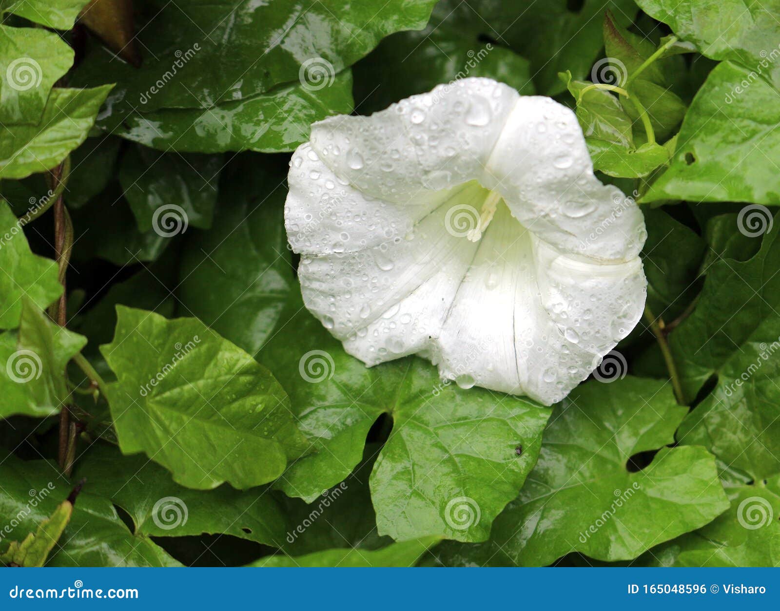 Bindweed Flower stock photo. Image of flower, convolvulus - 165048596