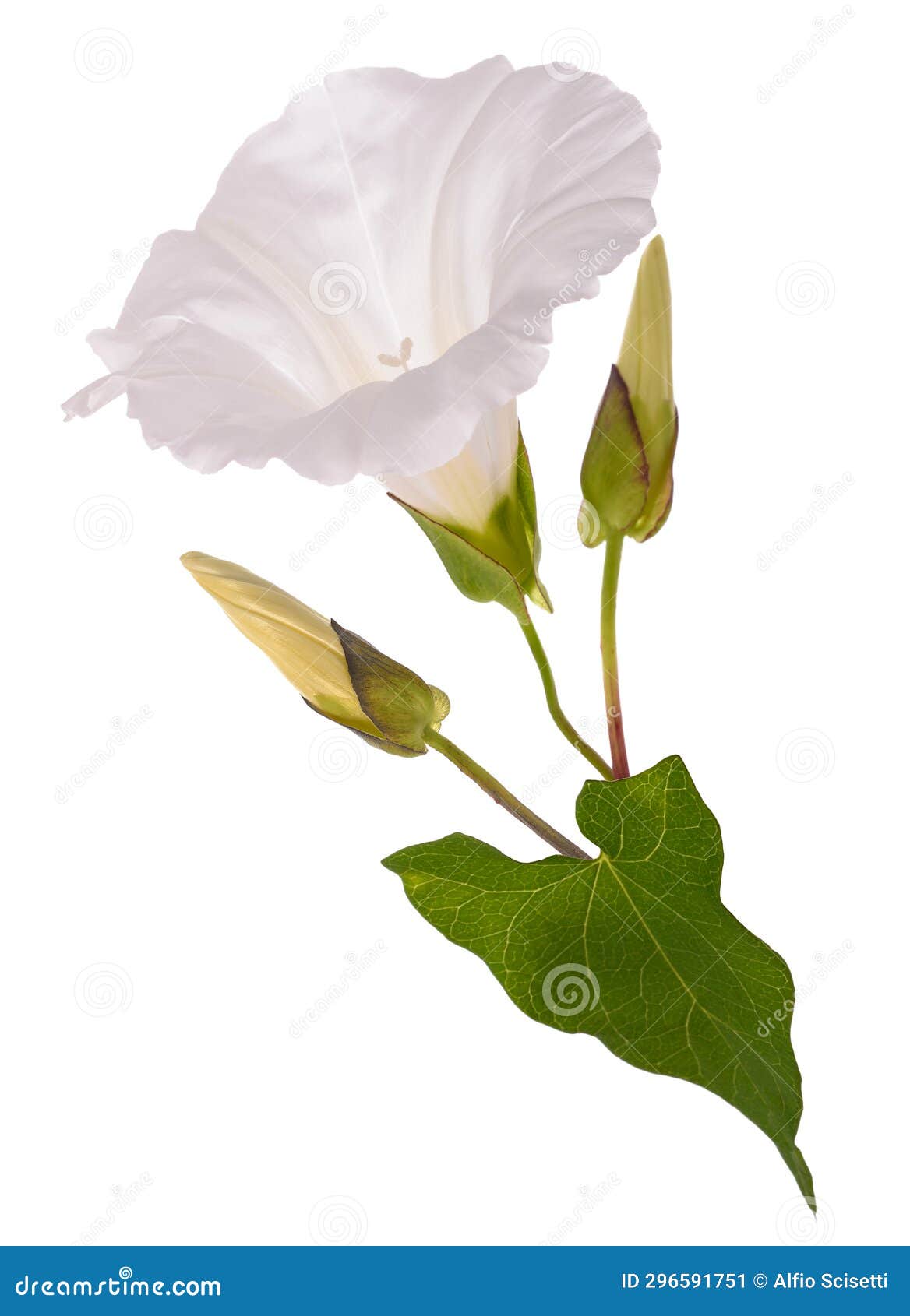Bindweed flower stock image. Image of isolated, morning - 296591751