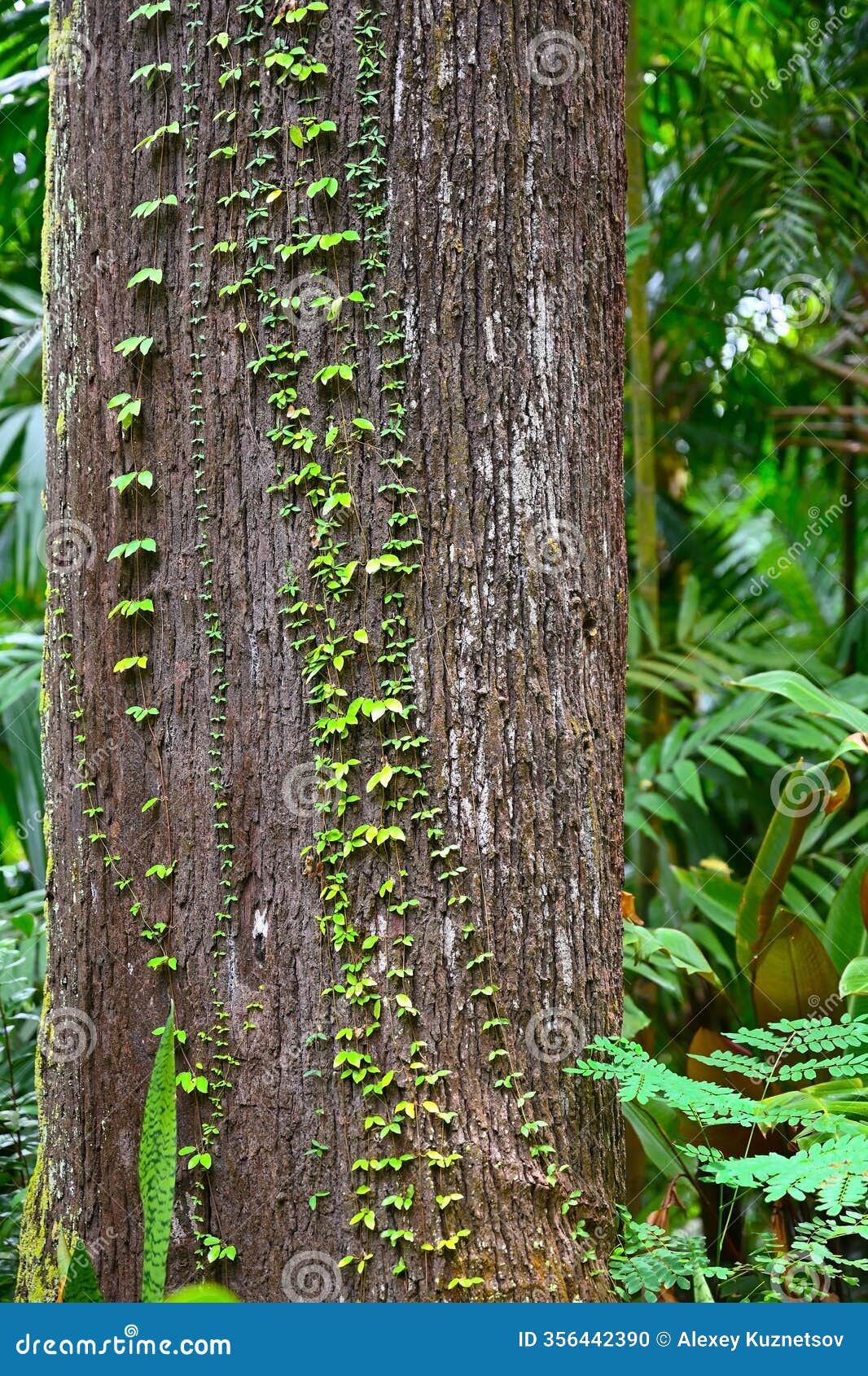 Bindweeds Wrap Around a Tree Trunk in a Tropical Rainforest Stock Photo ...