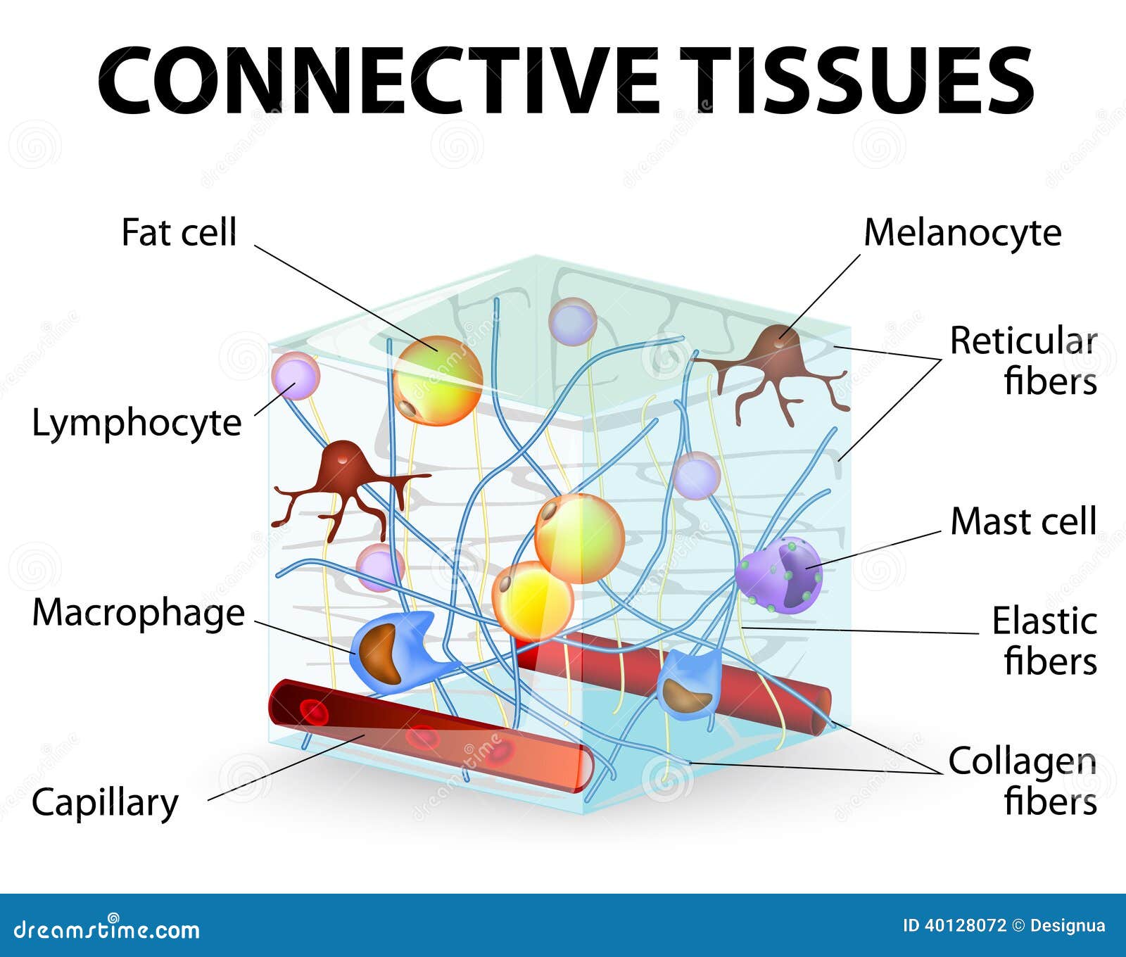 Bindweefsel vector illustratie. Illustration of scheidt - 40128072