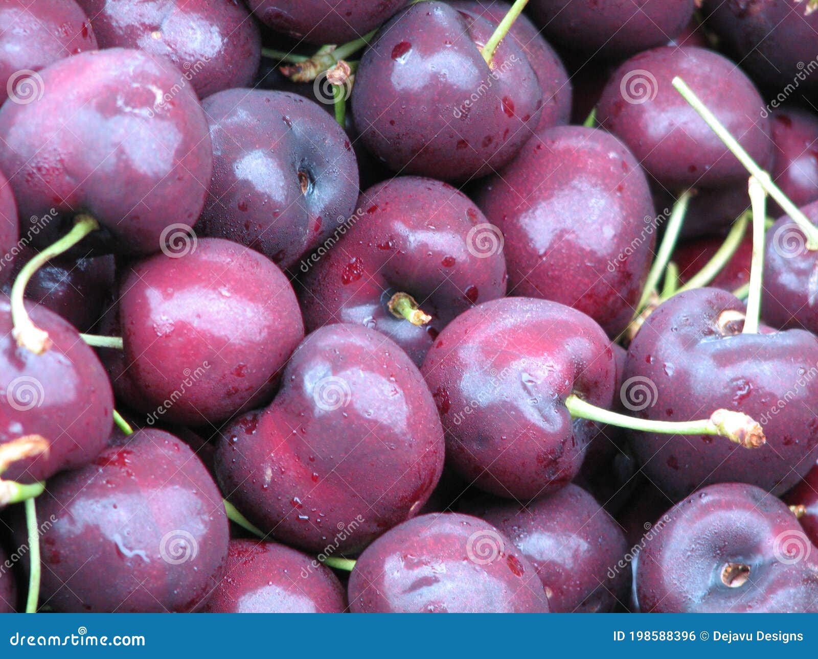 Bing Cherries stock photo. Image of cultivator, cherry - 198588396